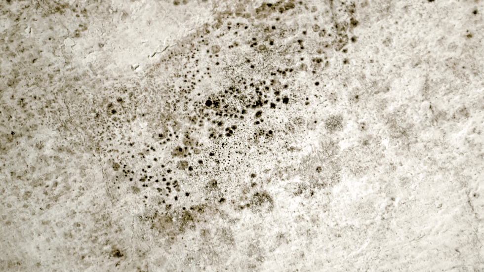 Mildew vs Mold: What's the Difference? - SpreadX Mold Specialists